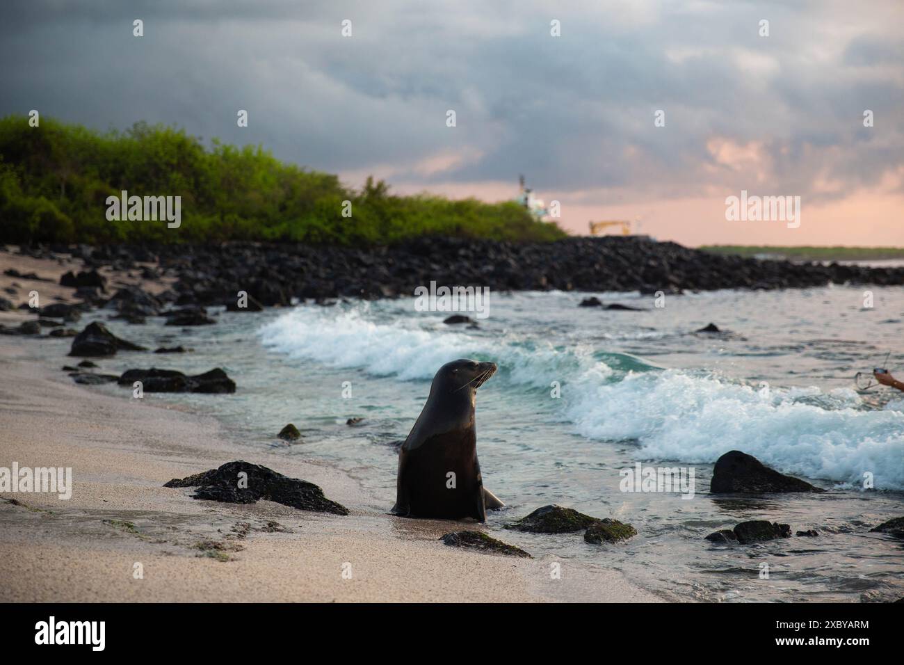 Scenes from around Ecuador and the Galapagos Islands Stock Photo - Alamy