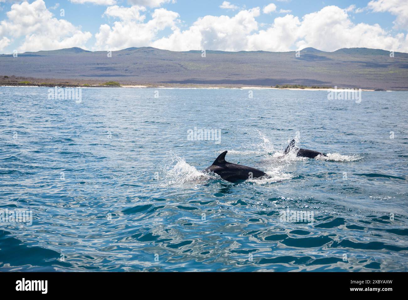 Galapagos Dolphins off the coast of Isla San Cristobal one of the ...