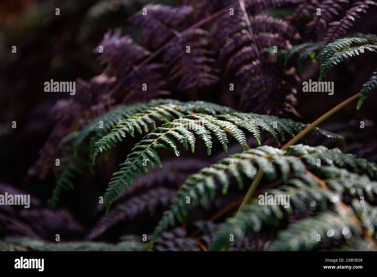 Ferns in the El Junco crater on Isla San Cristobal one of the Galapagos ...