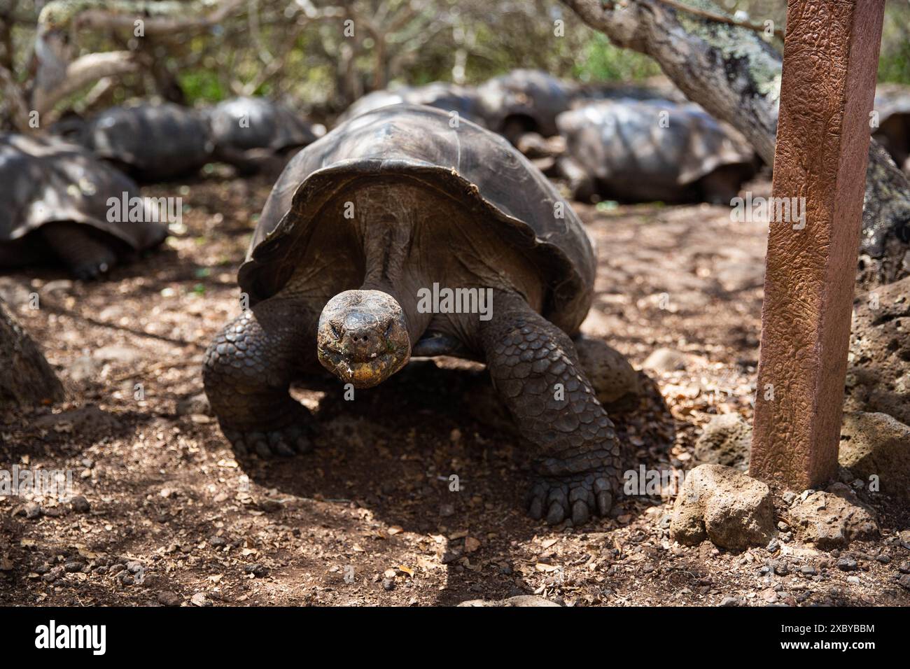 A Galapagos giant tortoise in the Galapagos Islands, Ecuador Stock ...