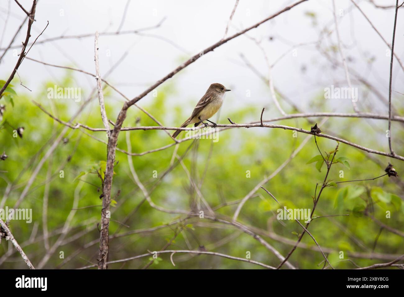 A Galapagos finch, famous for being studied by Darwin when research his ...