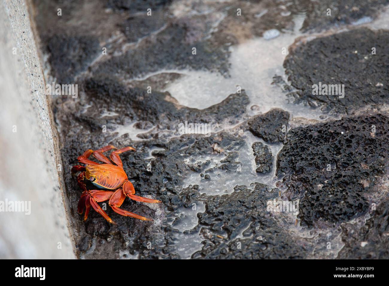 Sally Lightfoot Crabs in tidal pools in the Galapagos Islands Stock ...
