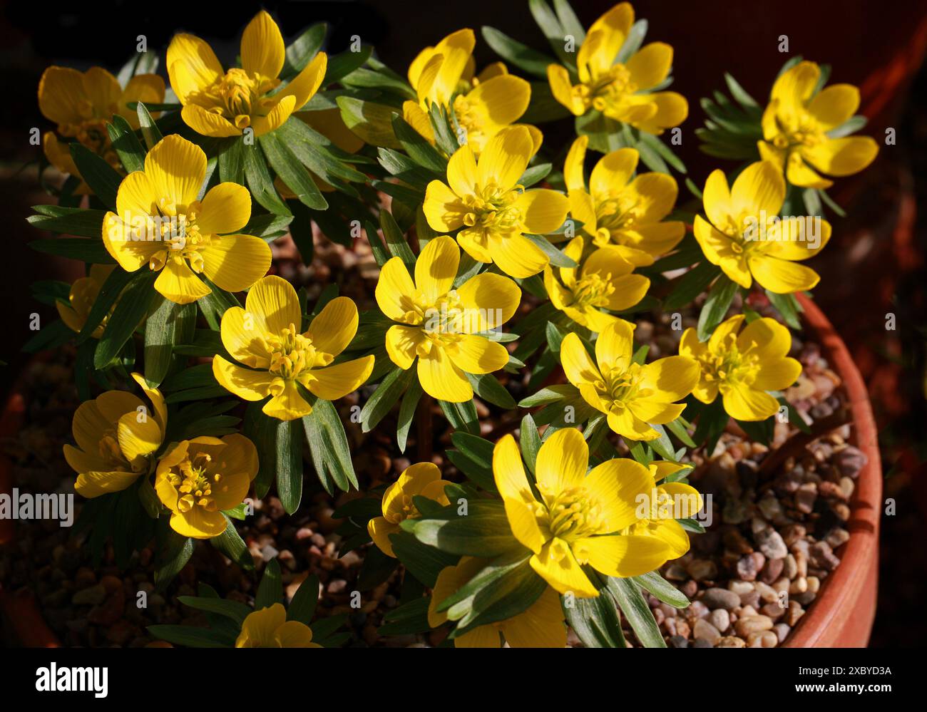 Eranthis x tubergenii hi-res stock photography and images - Alamy