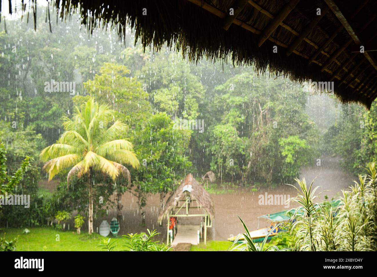 A scene in Yasuni National Park in Ecuador's Amazon Rainforest Stock ...
