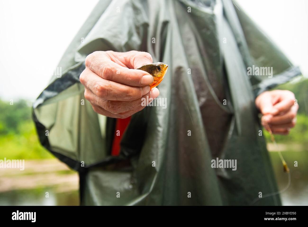 A baby piranha held by a jungle guide in a rain poncho in Yasuni ...