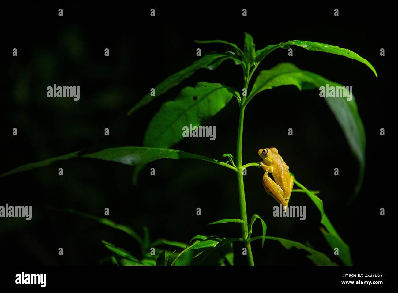 A scene in Yasuni National Park in Ecuador's Amazon Rainforest Stock ...