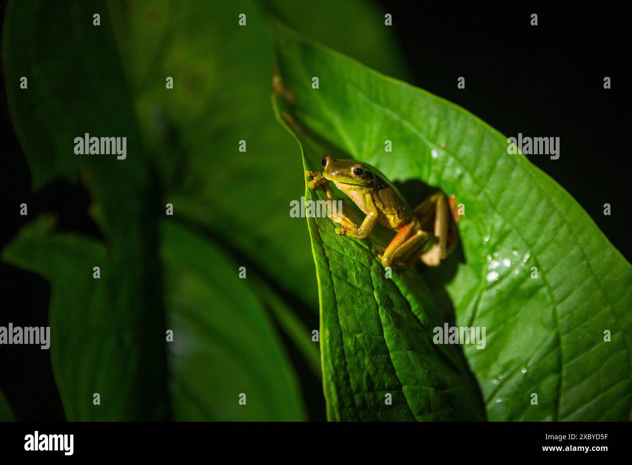 A scene in Yasuni National Park in Ecuador's Amazon Rainforest Stock ...