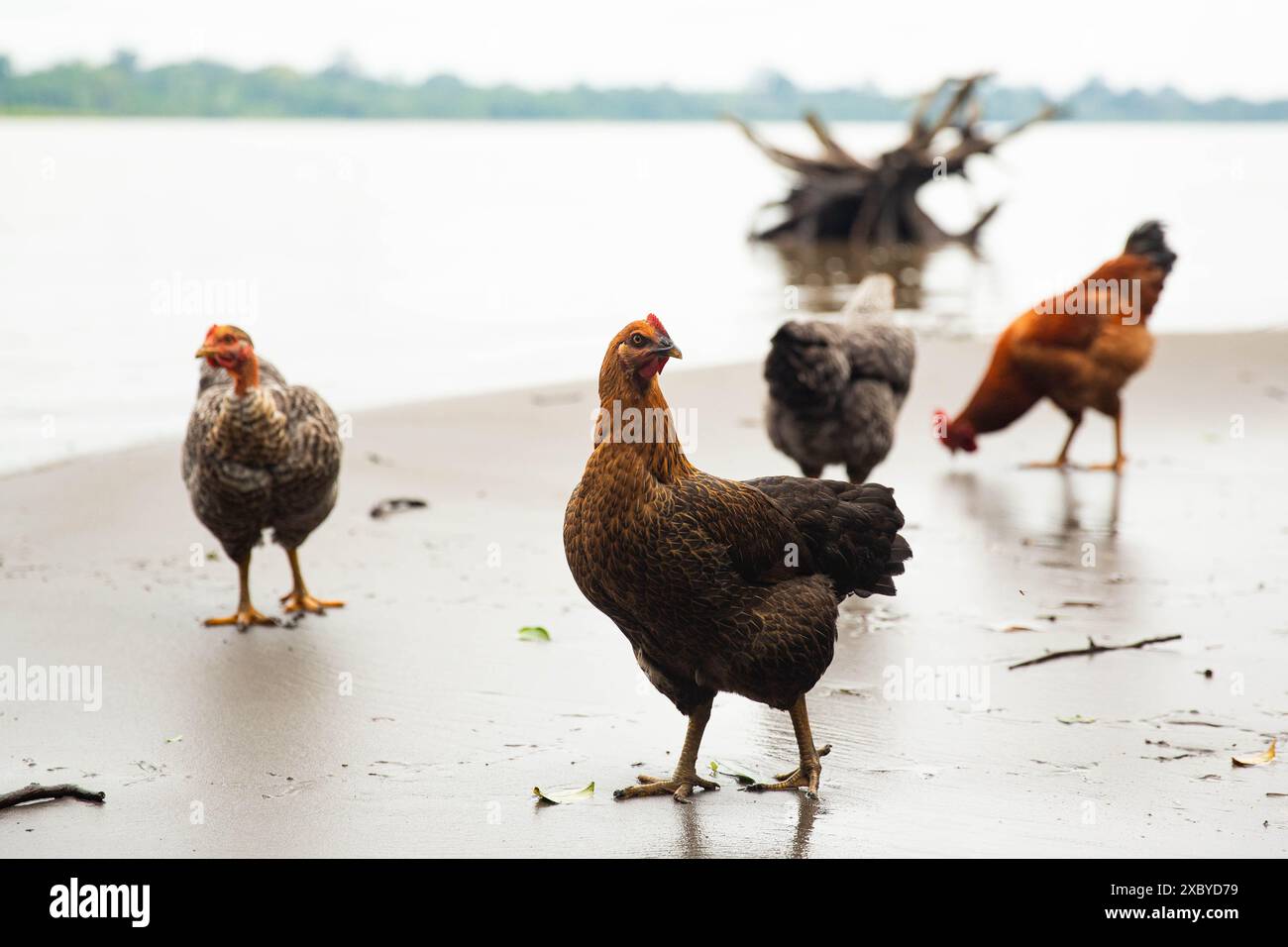 Chickens by the river in Yasuni National Park in Ecuador's Amazon ...