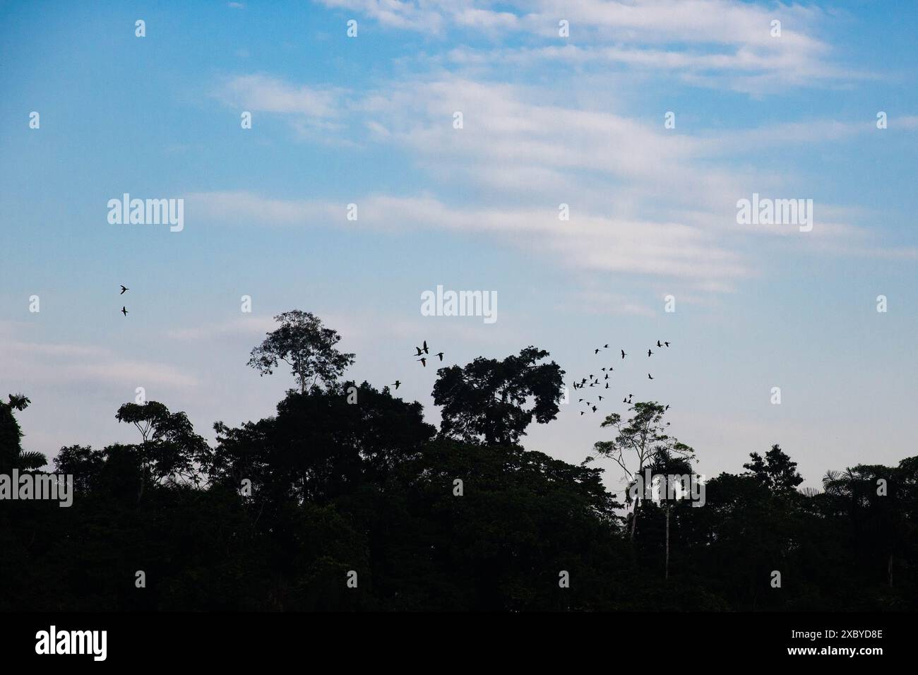 A scene in Yasuni National Park in Ecuador's Amazon Rainforest Stock ...