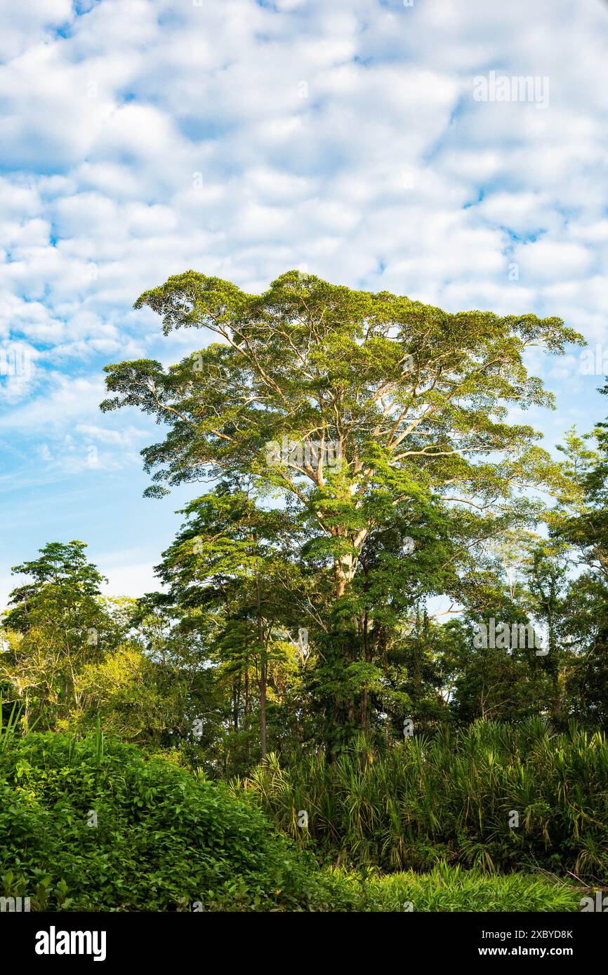 A scene in Yasuni National Park in Ecuador's Amazon Rainforest Stock ...