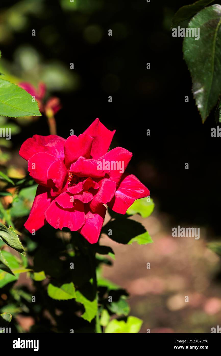 beautiful red rose in the garden rose bush Stock Photo - Alamy