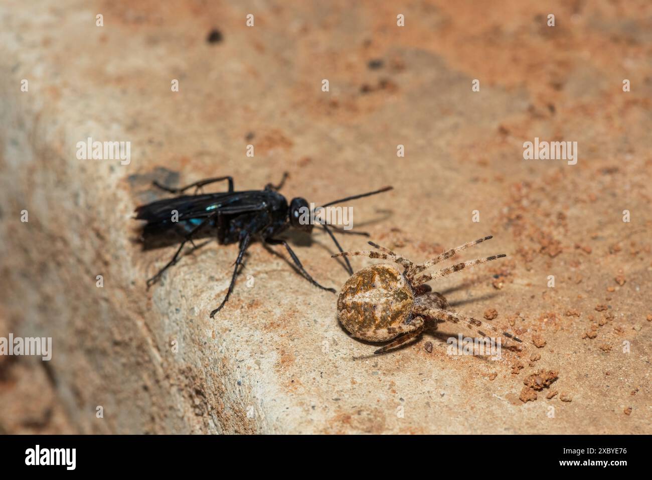 A spider wasp (Java sp), also known as spider-hunting wasp, carrying a ...