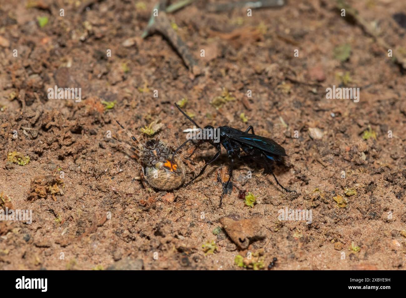 A spider wasp (Java sp), also known as spider-hunting wasp, carrying a ...
