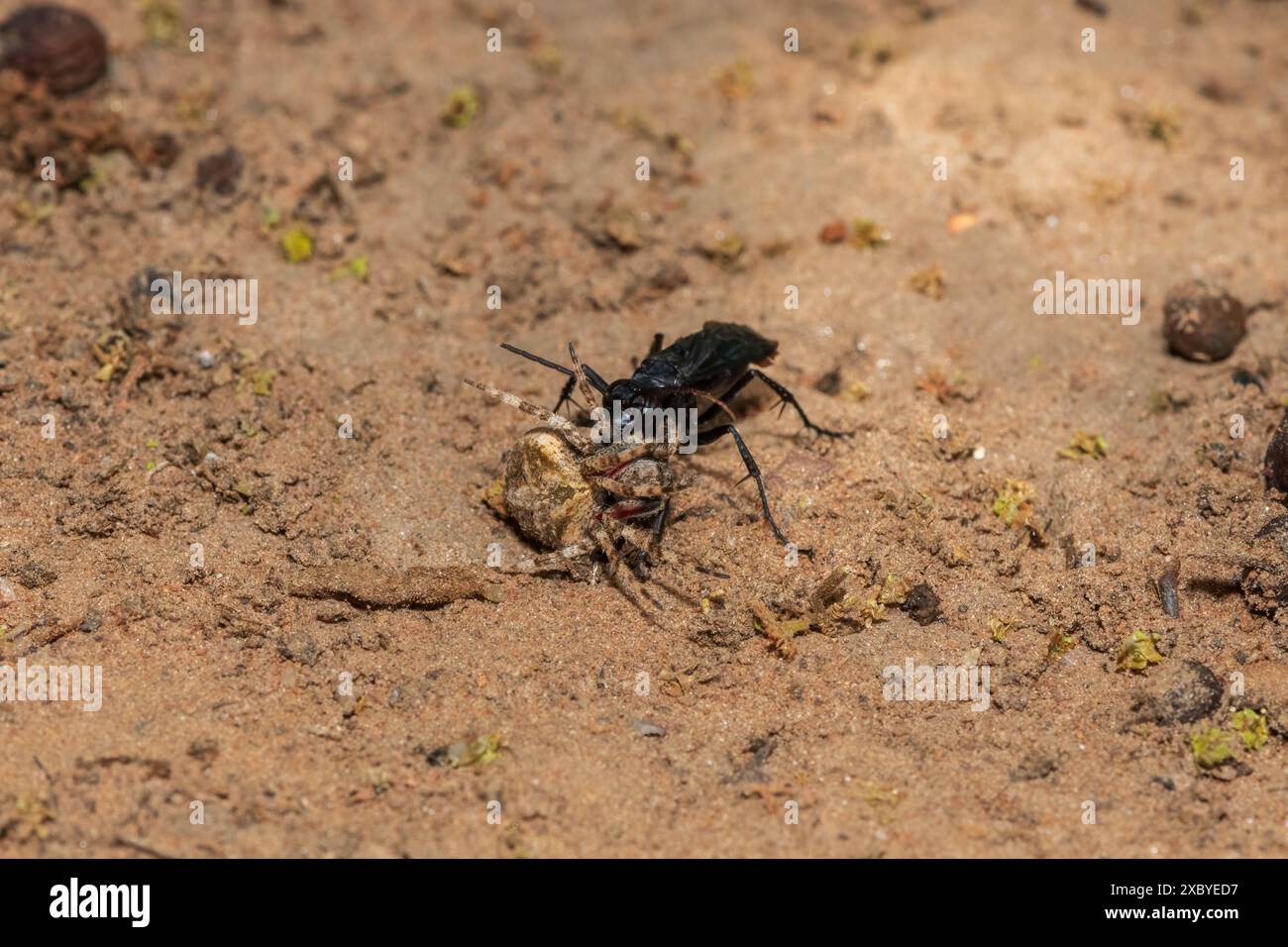 A spider wasp (Java sp), also known as spider-hunting wasp, carrying a ...