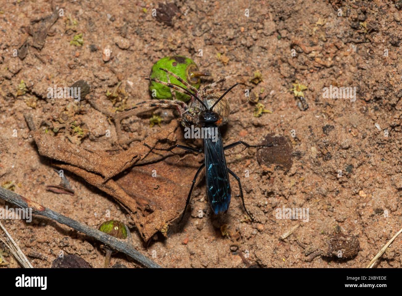 A spider wasp (Java sp), also known as spider-hunting wasp, carrying a ...