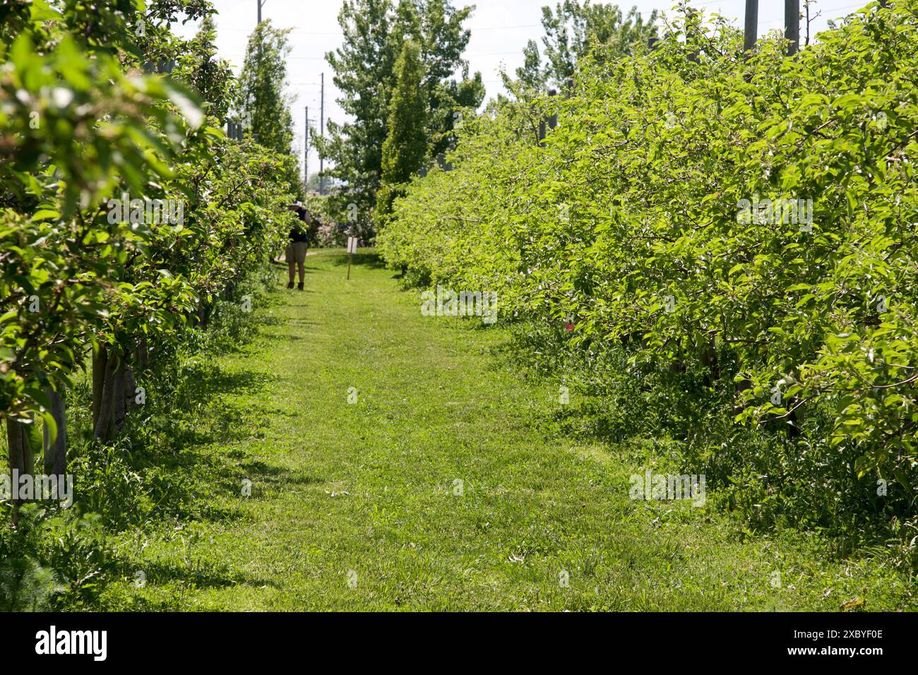 Apple inspection hi-res stock photography and images - Alamy