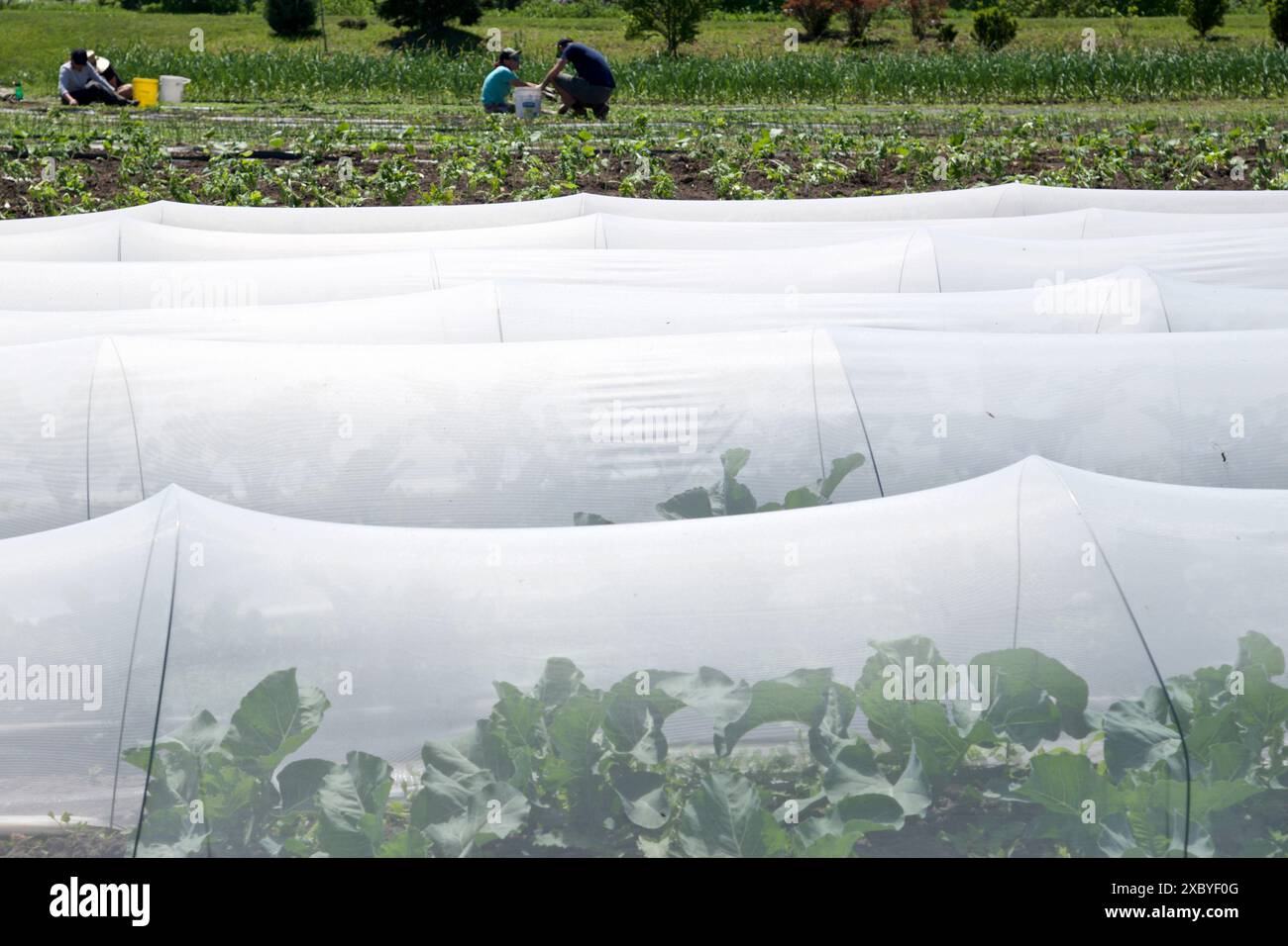 Greenhouse hoops grow tunnel with garden netting shade cloth in ...