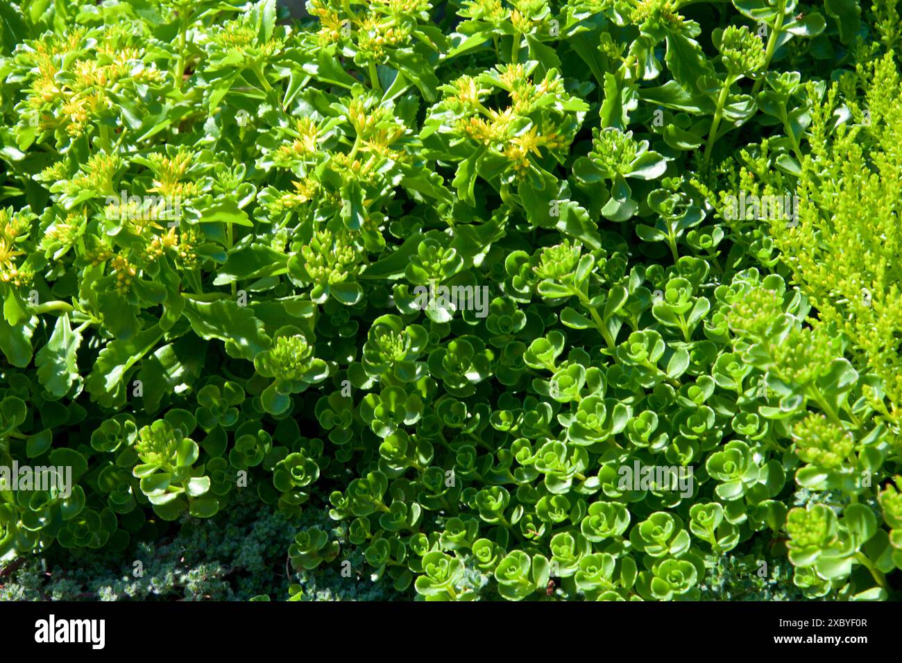 Green hedge bush foliage ornamental formal garden wall lush backdrop ...