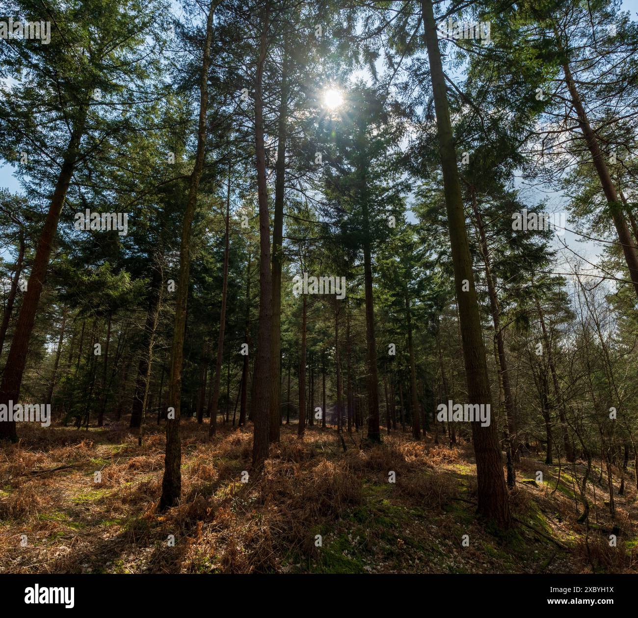 Relaxing forest hike hi-res stock photography and images - Alamy