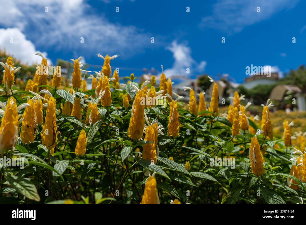 Sirao Gardens in Cebu, Phillipines Stock Photo - Alamy