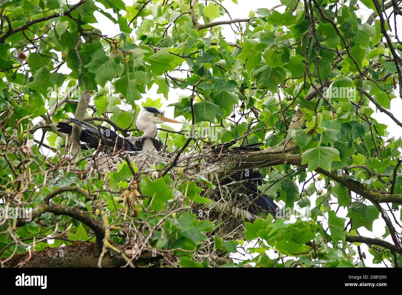 Heron on the tree hi-res stock photography and images - Alamy