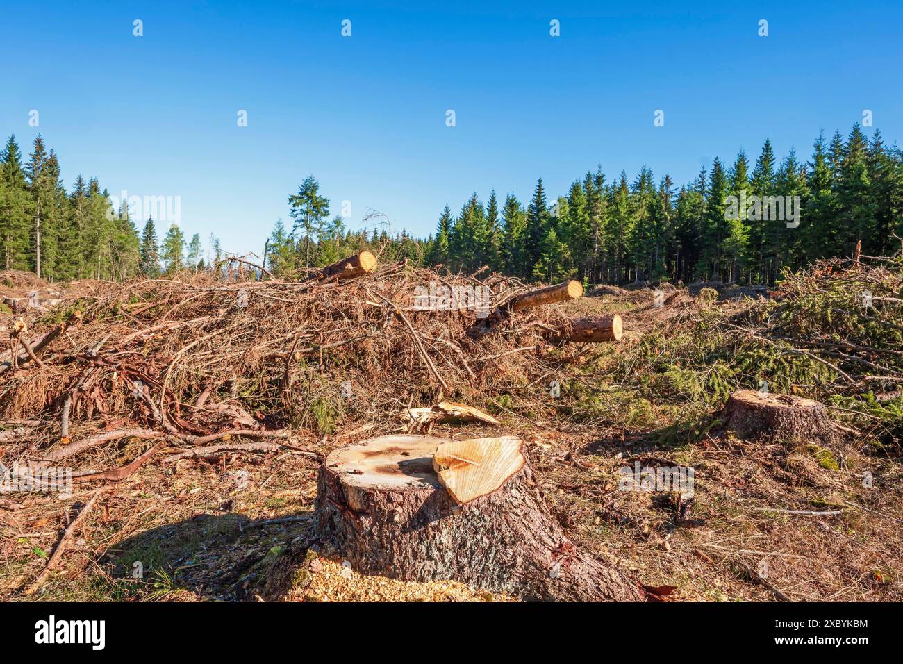 Tree stumps and branches on Clearcutting in a spruce forest Stock Photo ...
