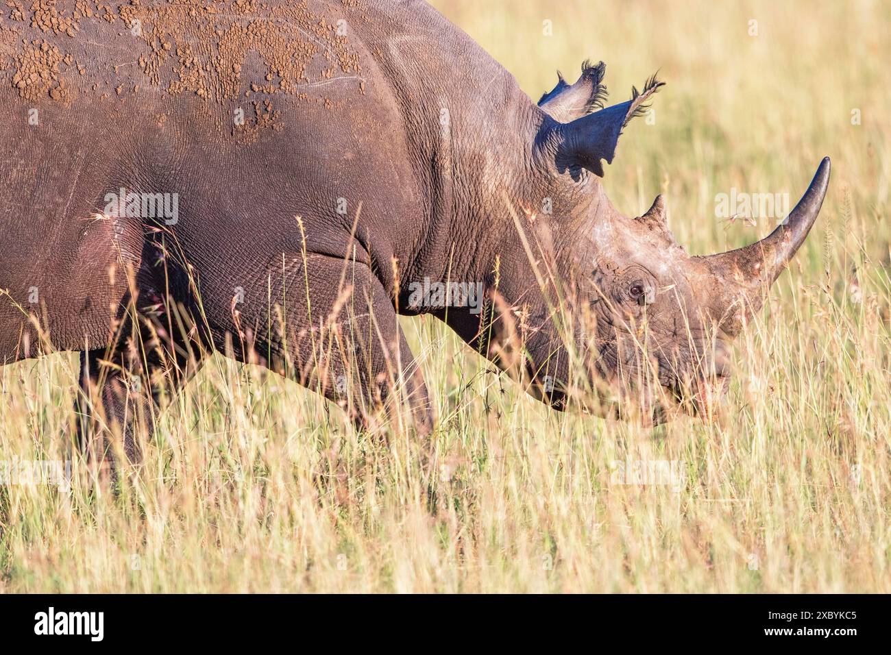 Black rhinoceros (Diceros bicornis) walking in high grass on the ...