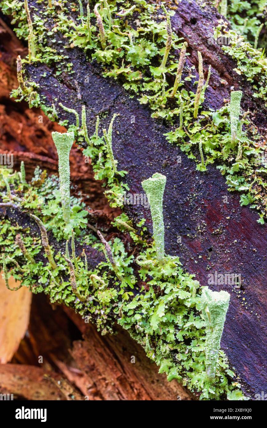 Trumpet cup lichen (Cladonia fimbriata) on a tree stump Stock Photo - Alamy