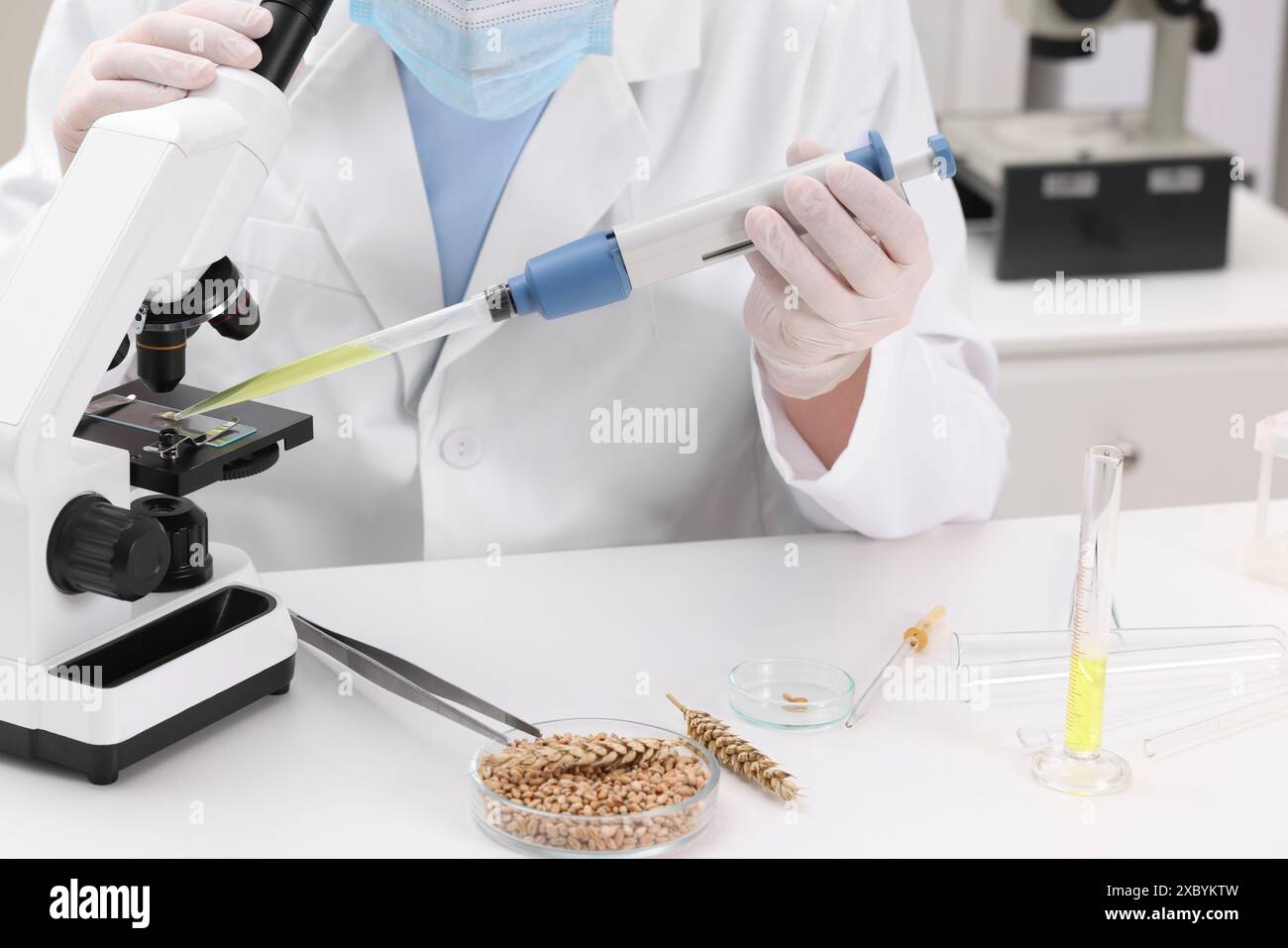 Quality control. Food inspector examining wheat grain under microscope ...