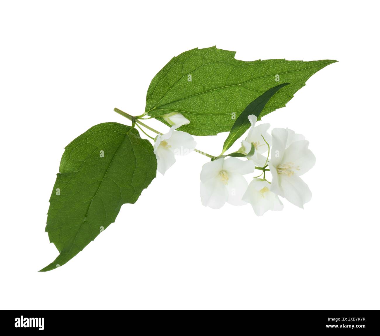 Branch of jasmine flowers and leaves isolated on white Stock Photo - Alamy