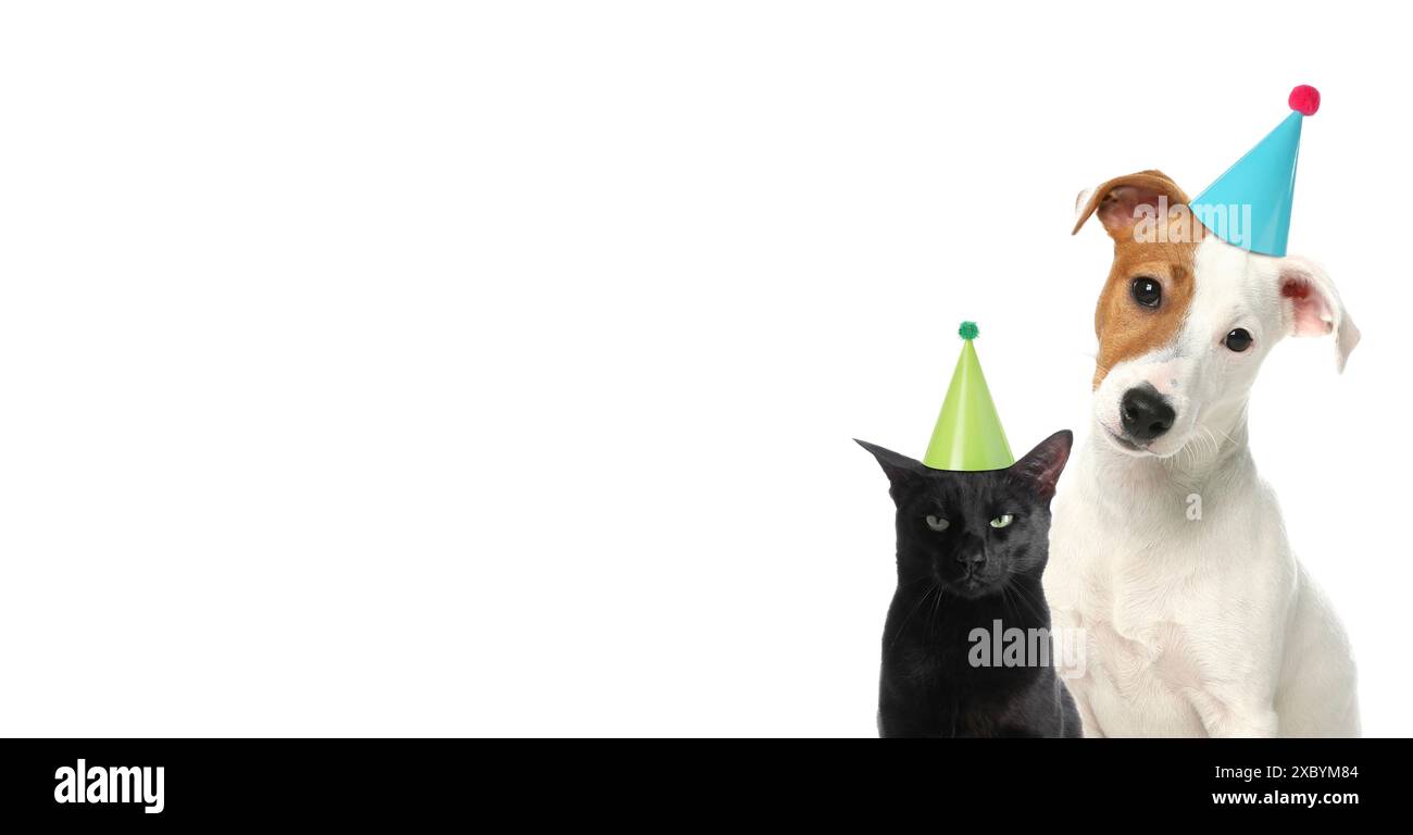 Cute dog and cat with party hats on white background, banner design ...