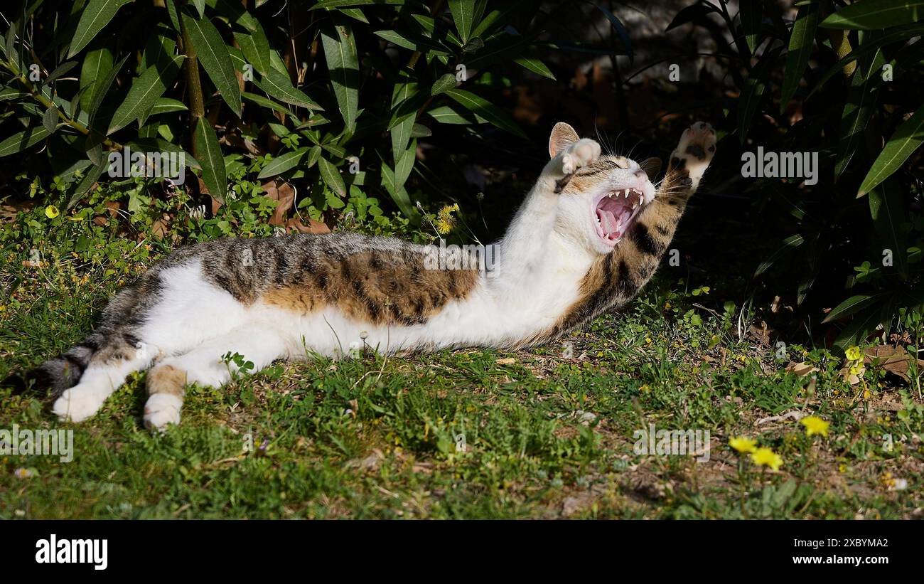 Greek grass hi-res stock photography and images - Alamy