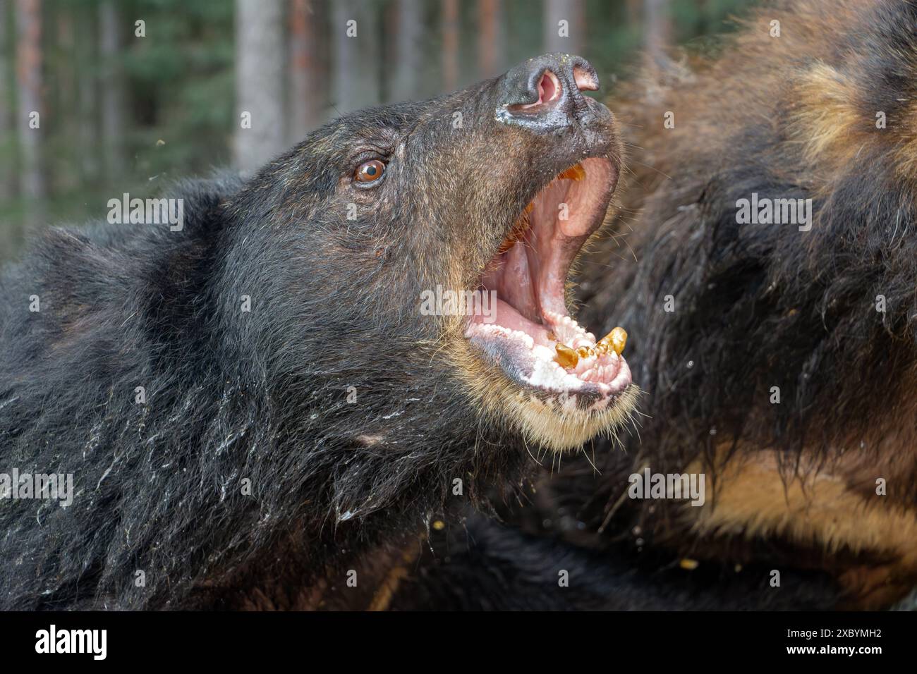 Screaming Asian black bear (Ursus thibetanus), also known as the Indian black bear, Asiatic ...