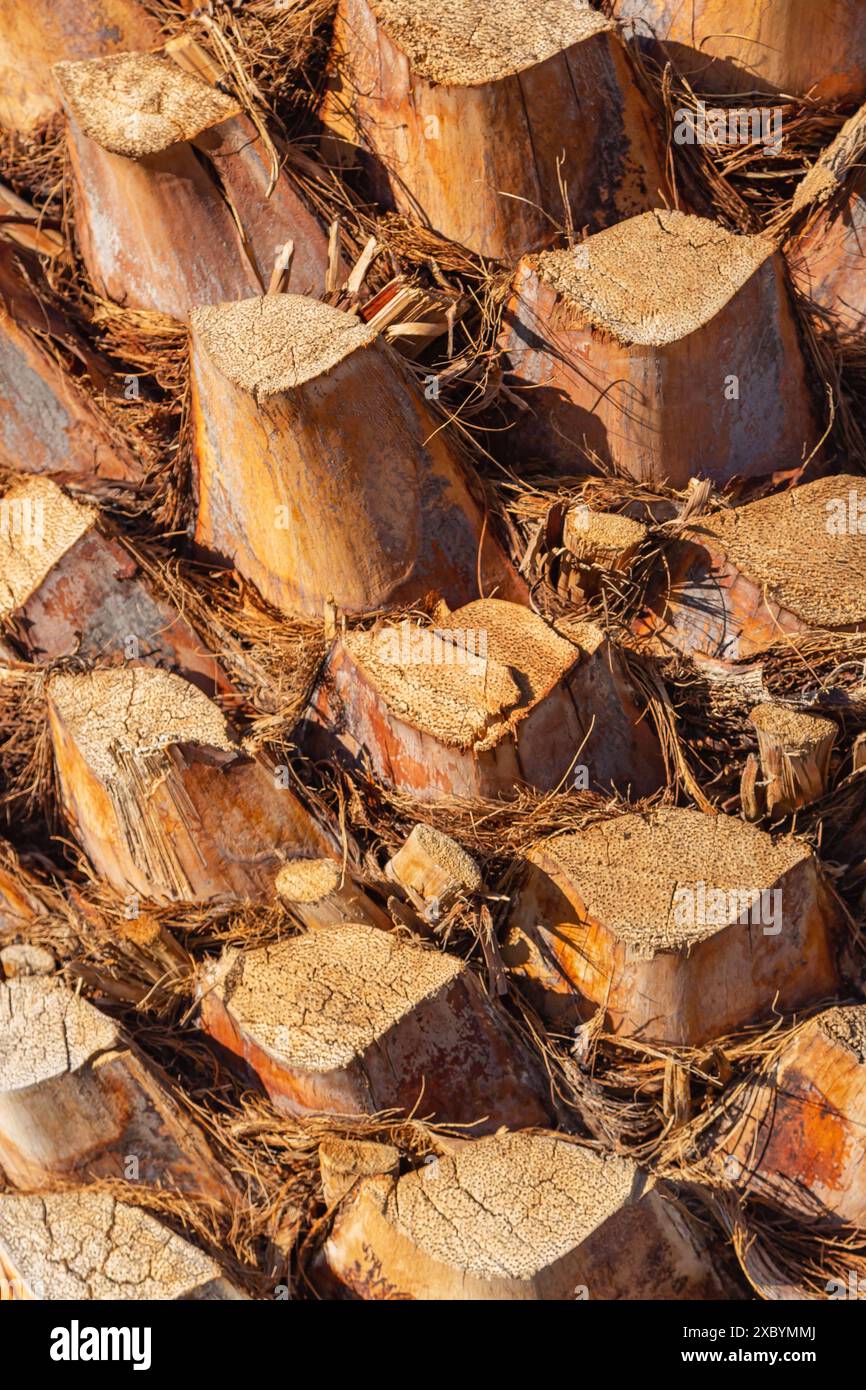 Palm tree bark tropical texture. Pruning palm branches, Closeup ...