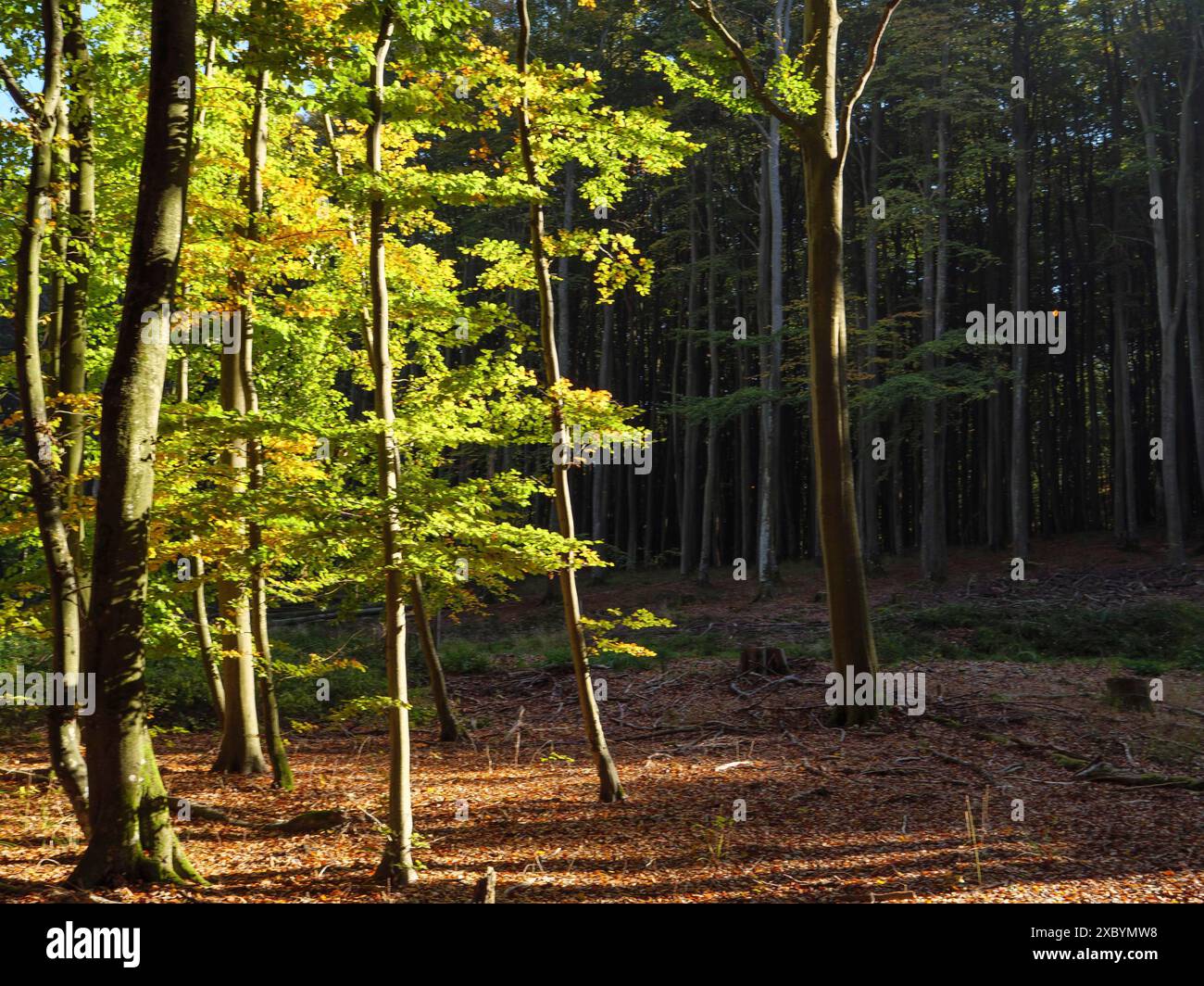 Autumn forest scene with trees and sunlight falling through the leaves ...