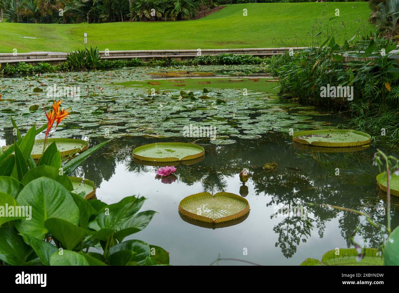 A pond with lily pads and a single pink flower in a garden, Singapore ...