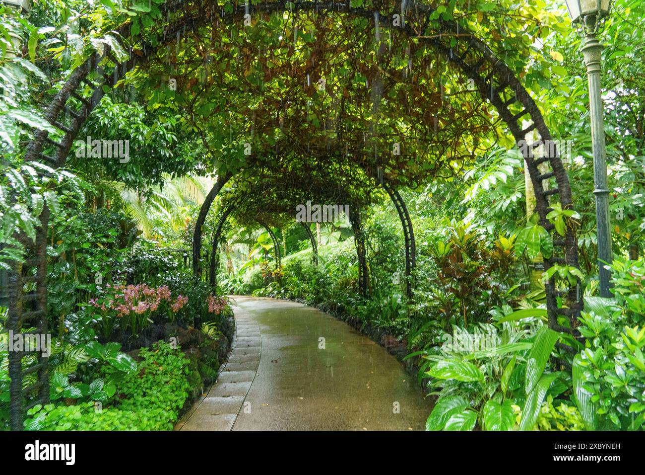 Covered garden path with green plants and arches in a tropical garden ...