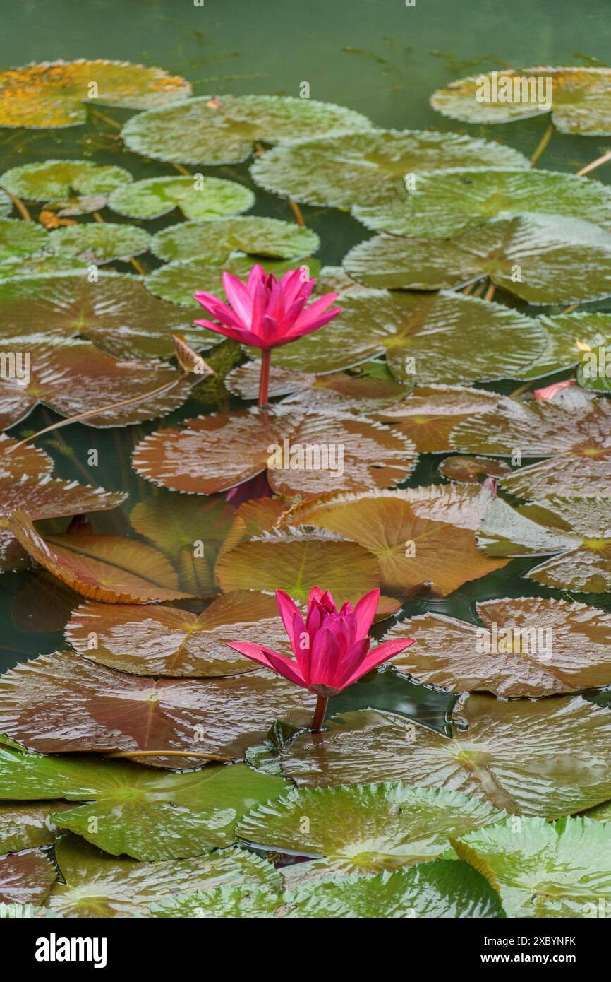 Two pink water lily flowers in a pond surrounded by green and brown ...