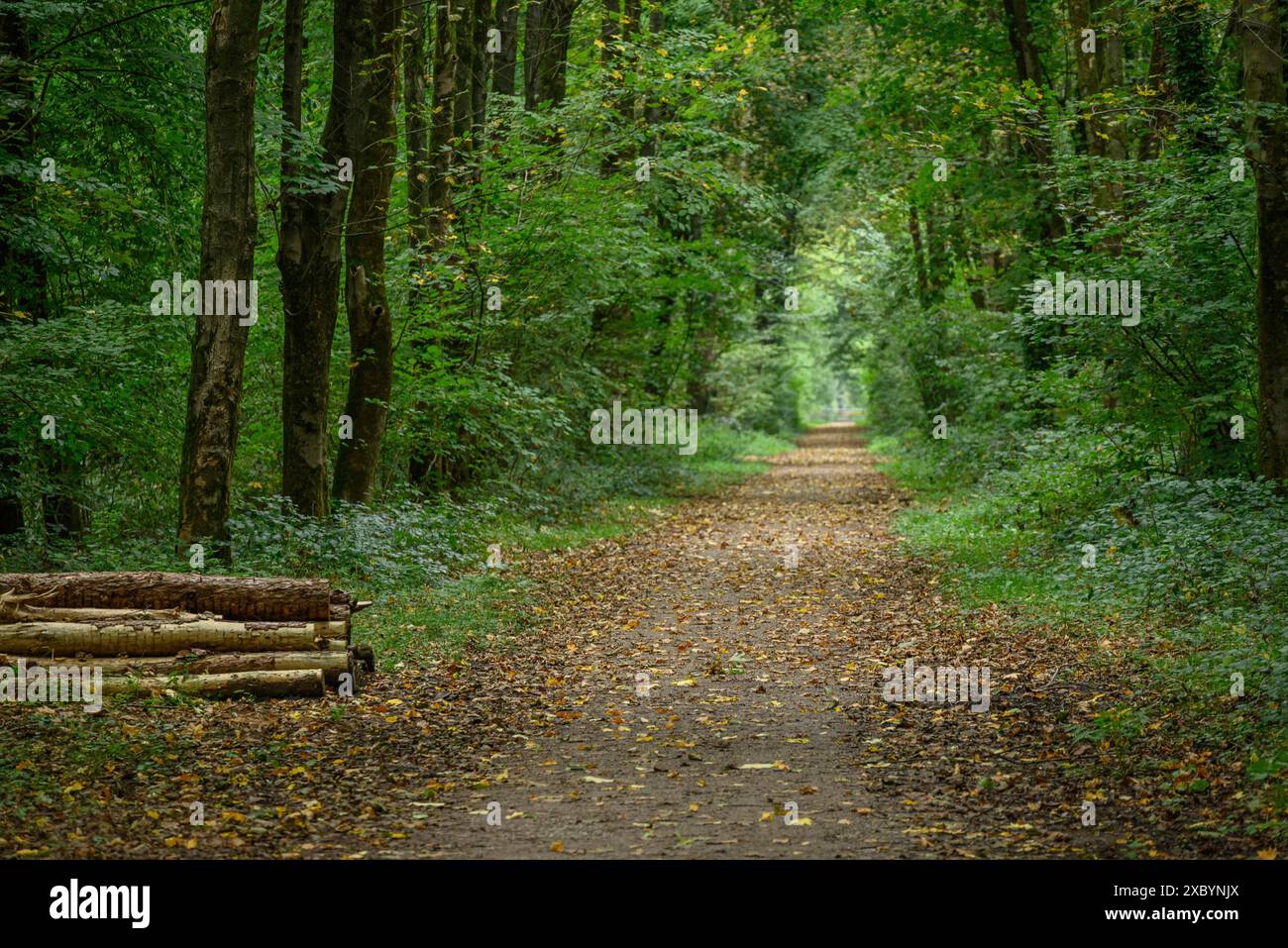 A wide forest path, lined with tall trees, covered with fallen leaves ...