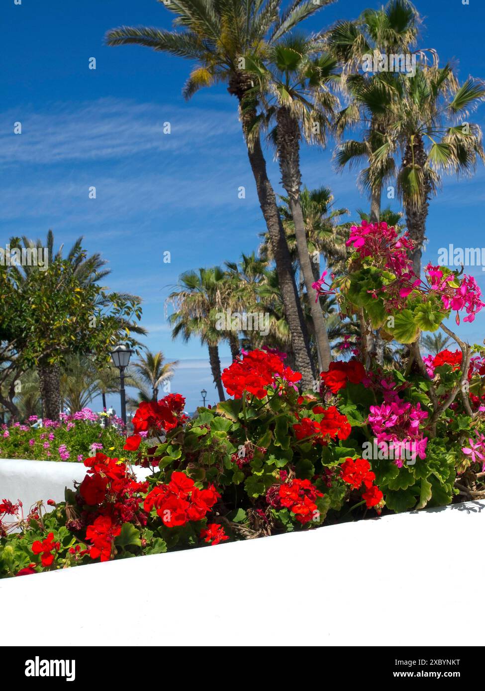 Palm tree tropical flowers hi-res stock photography and images - Alamy