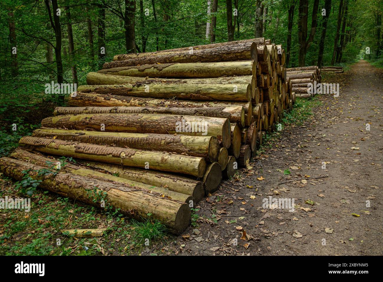 A pile of freshly felled tree trunks at the edge of a forest path ...