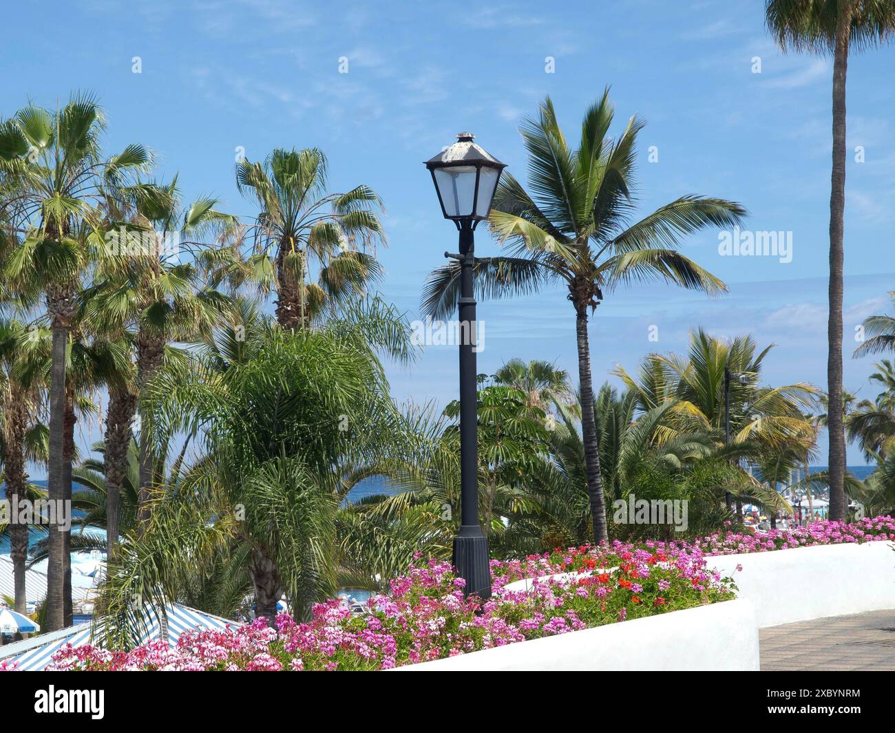 Blooming flowers and palm trees against a clear blue sky in a tropical ...