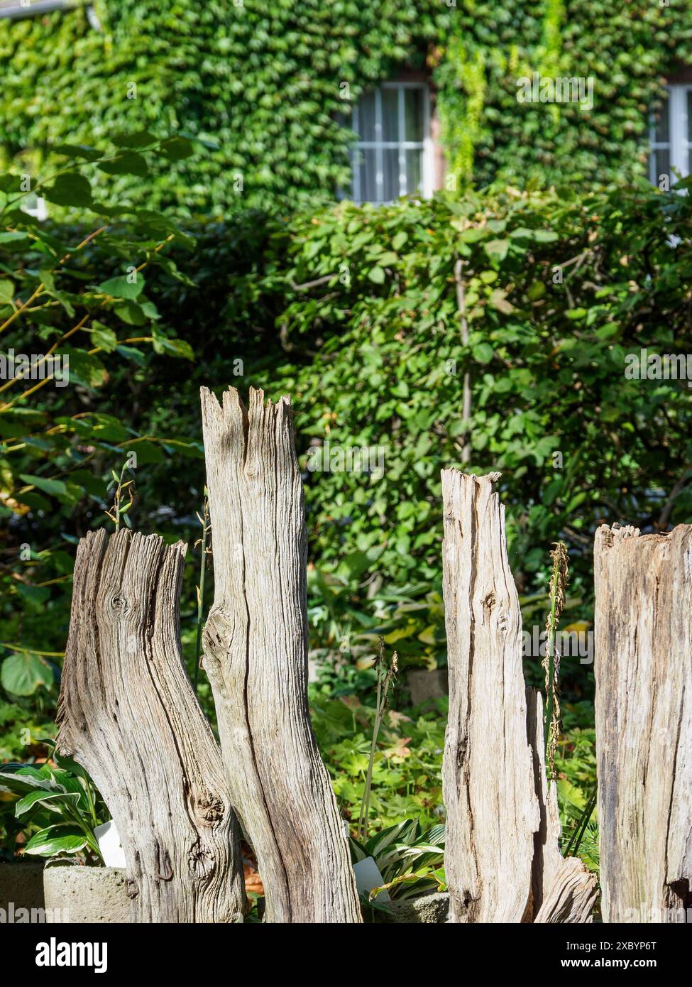 Wooden posts in a rustic garden with green plants and an overgrown ...