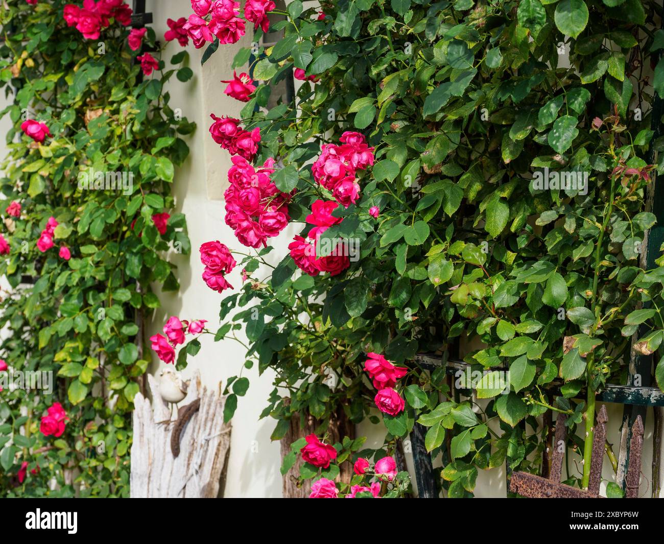 A climbing rose growing along a wall with vibrant, red flowers in a ...