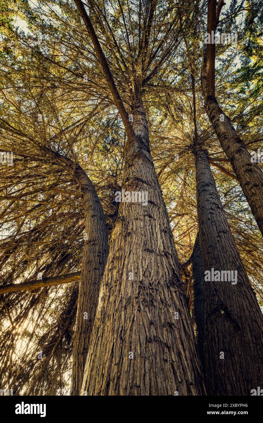 Cypress tree in tropical hi-res stock photography and images - Alamy