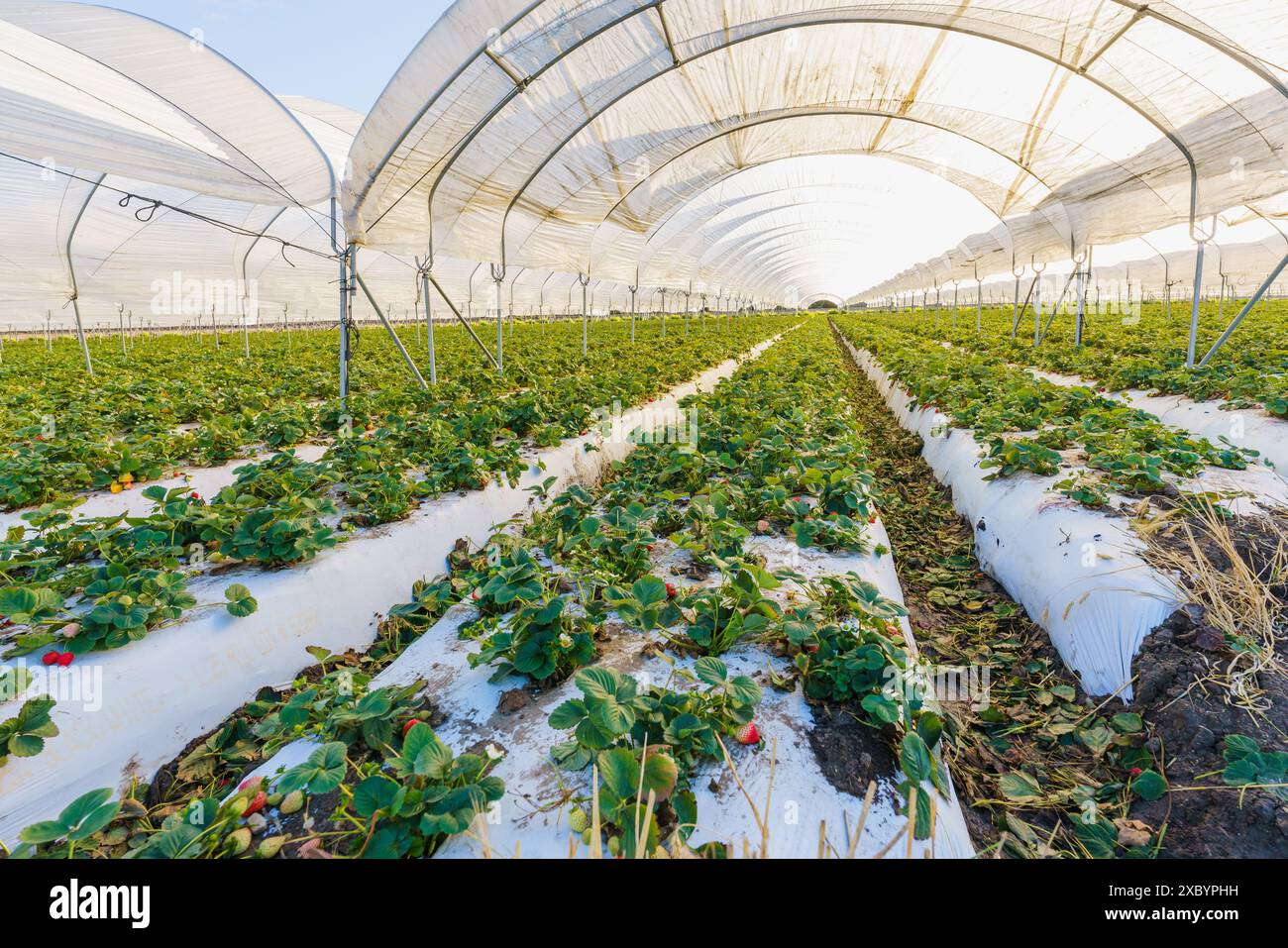 Crown nursery strawberry plants. Rows of hills with ripe strawberries ...