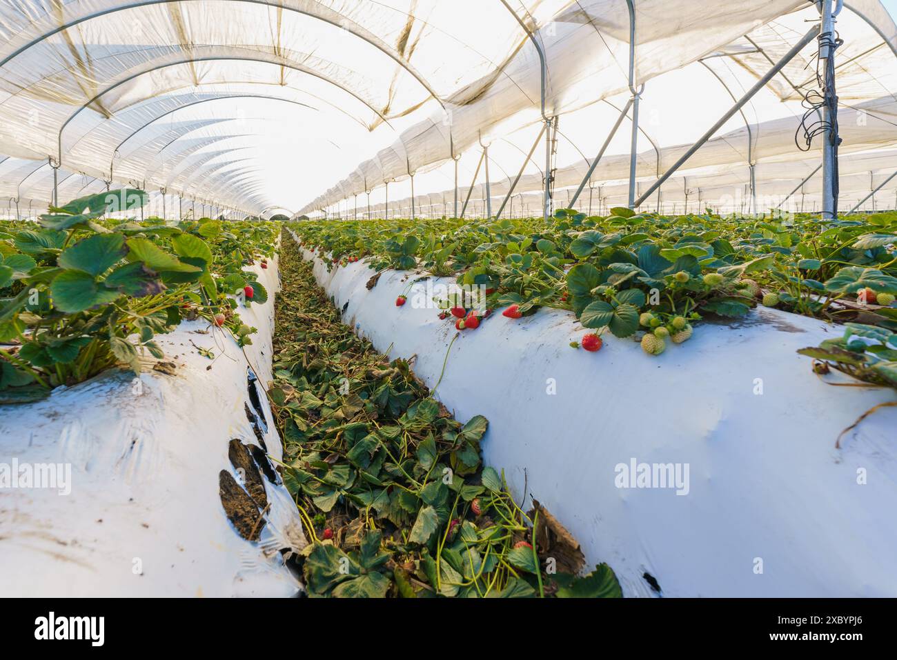 Crown nursery strawberry plants. Rows of hills with ripe strawberries ...