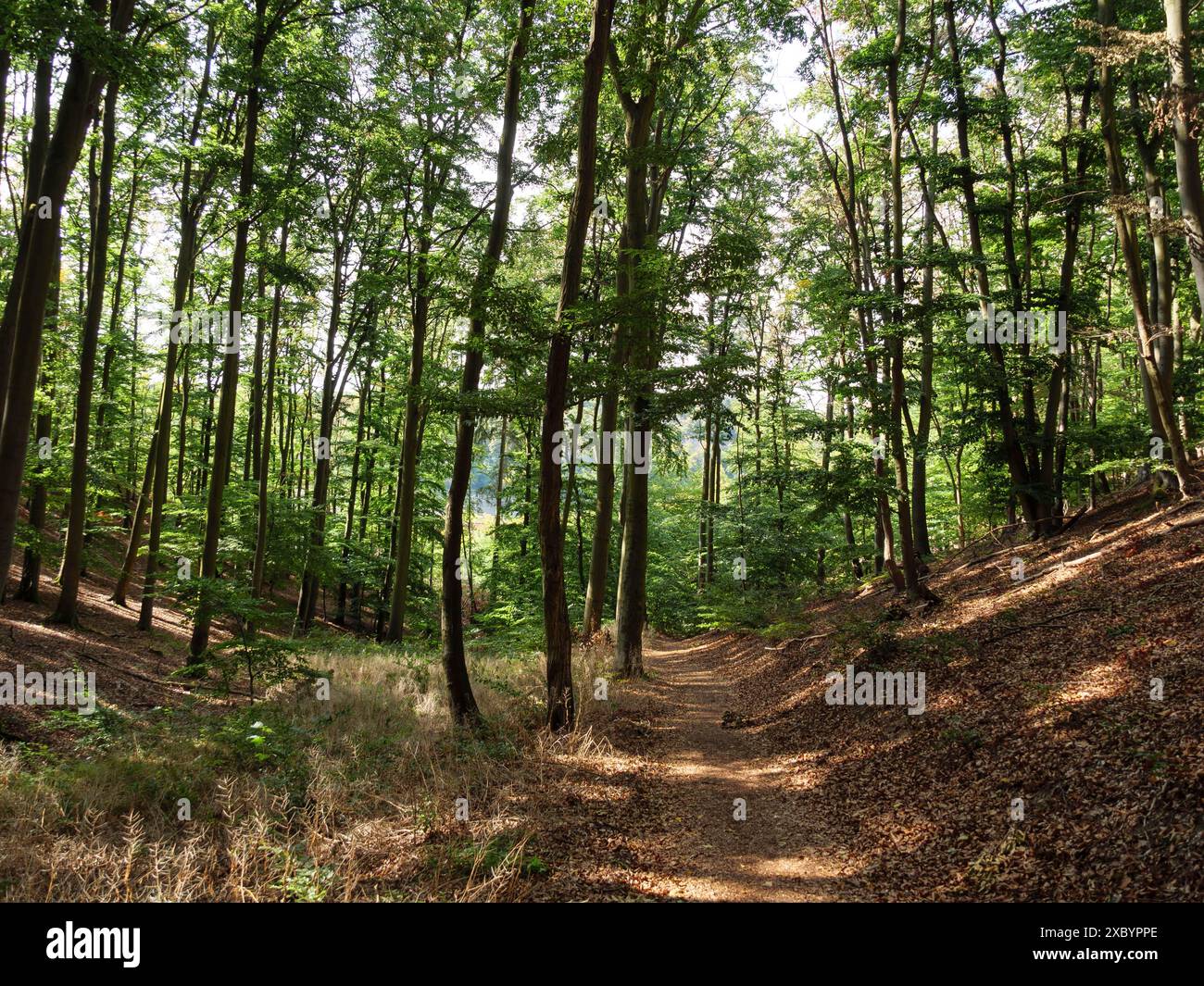 A forest path lined with tall trees, with sunlight shining through the ...