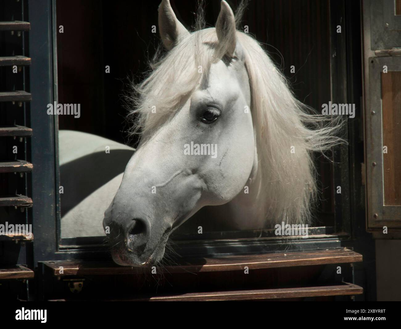 Close-up of a white horse with a blonde mane looking out of a stable ...