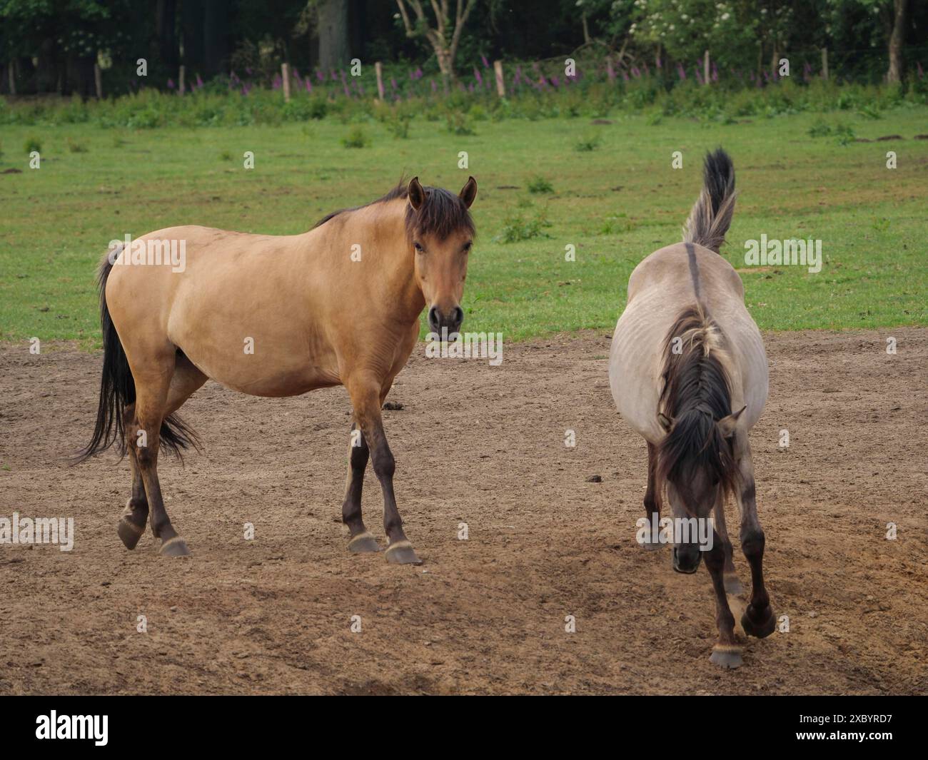 Two horses running in a pasture, surrounded by green nature, merfeld ...